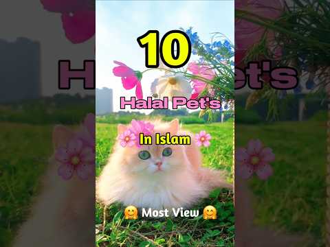 10 Halal Pet's In Islam 🐹 #islam #halal #pets #shorts#name