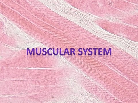 Medical Terminology Signs and Symptoms and Pathology of the Muscular System
