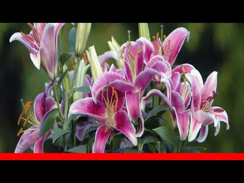 14 Recommended Lily Varieties For Your Garden ποΈ