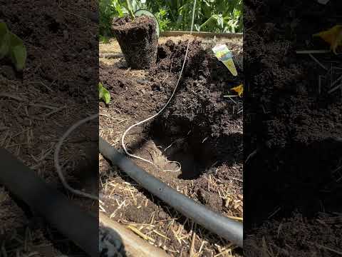 THE Cheapest Tomato Trellis