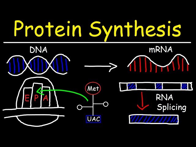 Understanding Transcription and Translation: The Basics of Protein ...
