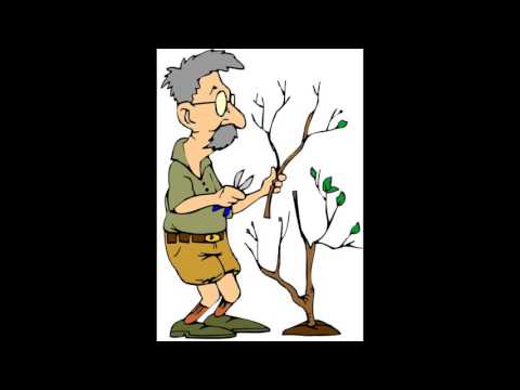 The Pruning Process