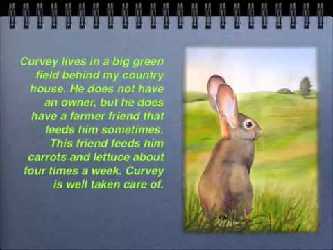 Animal Description