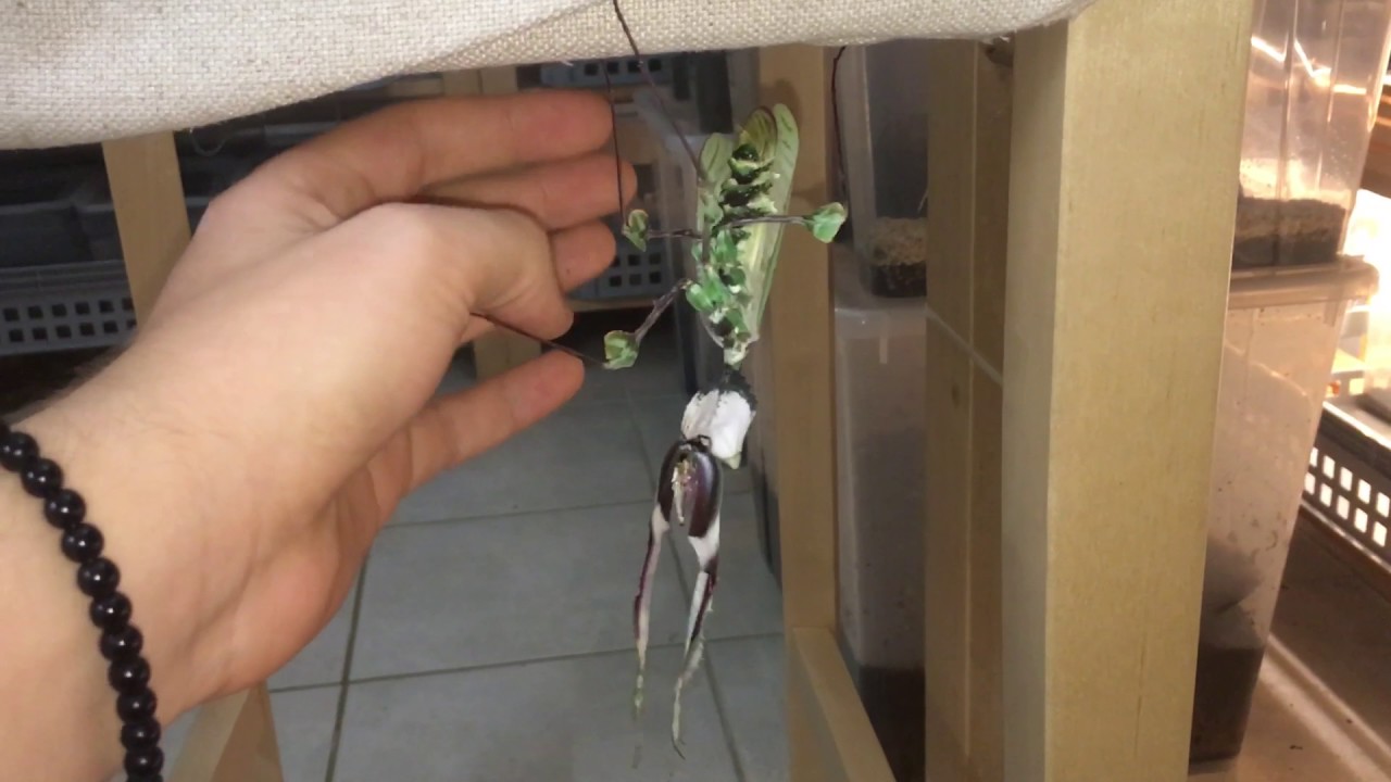 Giant Devil Mantis