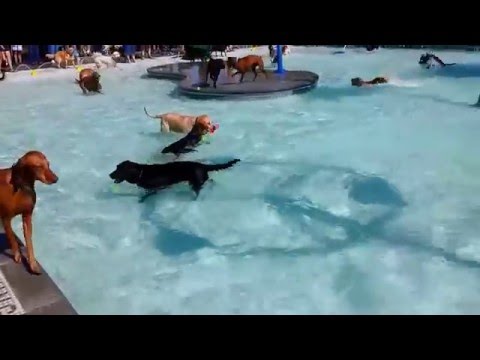 Pool Party for Dogs