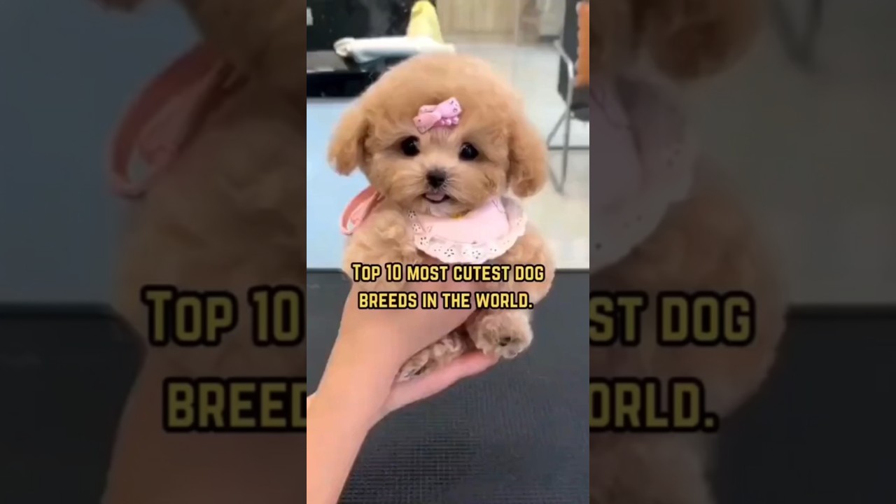 Top 10 Most Cutest Dogs breed in the World. 🐶 #cutepuppy #dogs