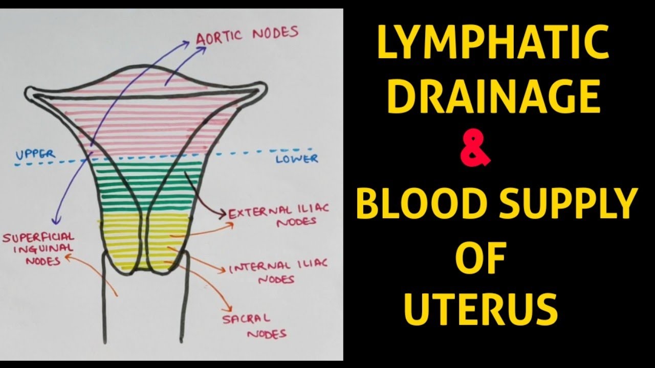 Uterus - 4 | Lymphatic drainage & Blood supply | Abdomen