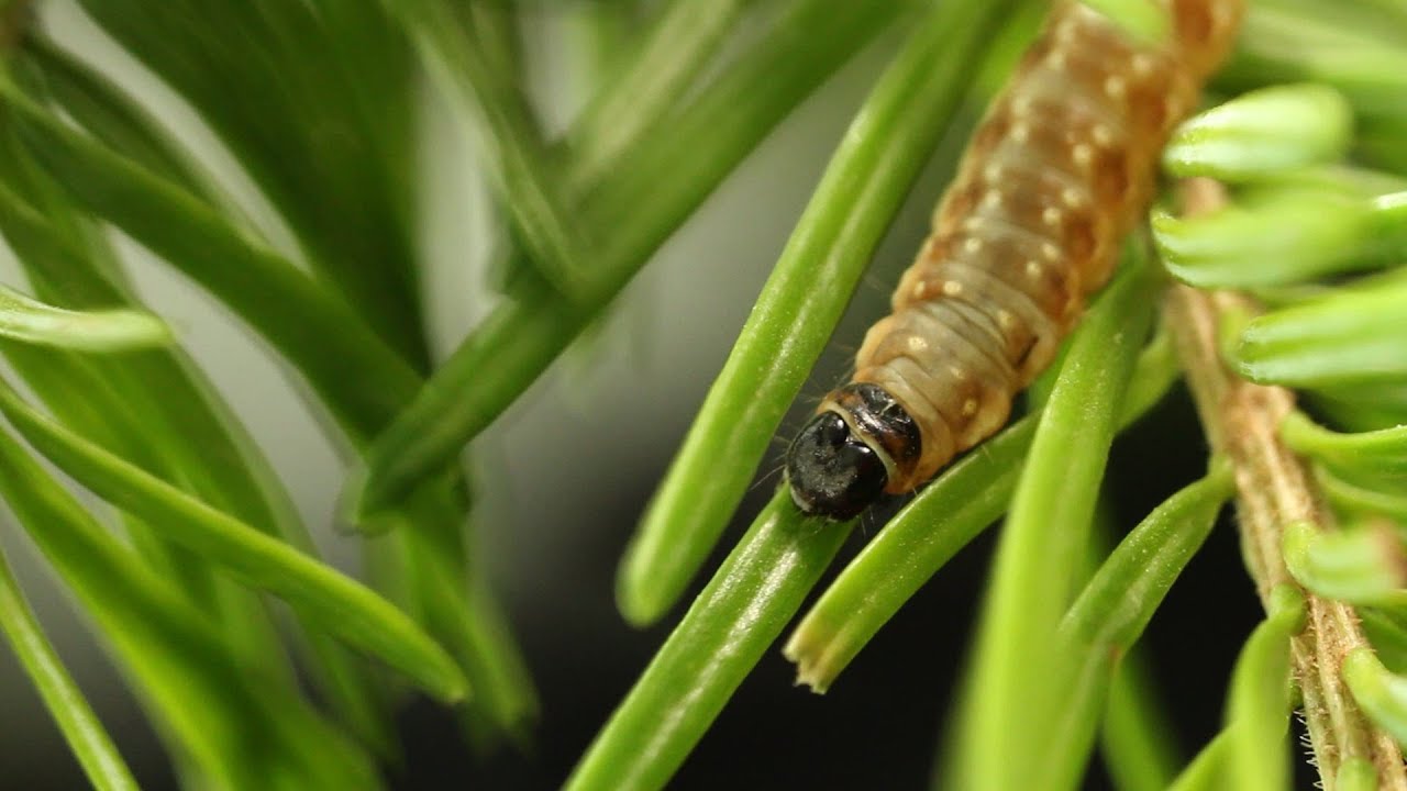 Research on the Spruce Budworm