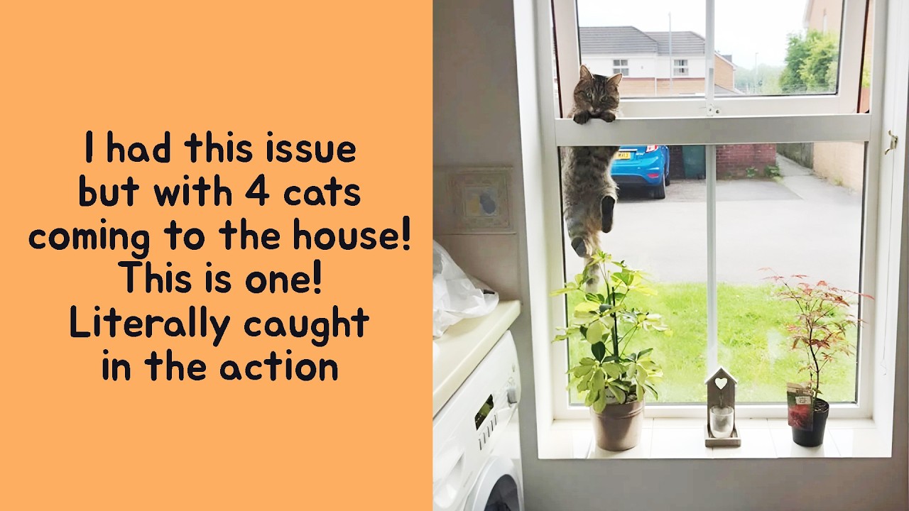 40 Hilarious Tweets About Cats Acting Like They Own Everything