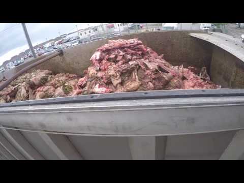 Cow Parts Loaded into a Rendering Truck at the Slaughterhouse