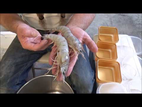 jumbo shrimp