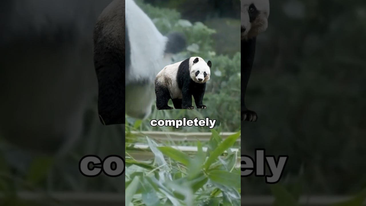How This Became The Rarest Panda