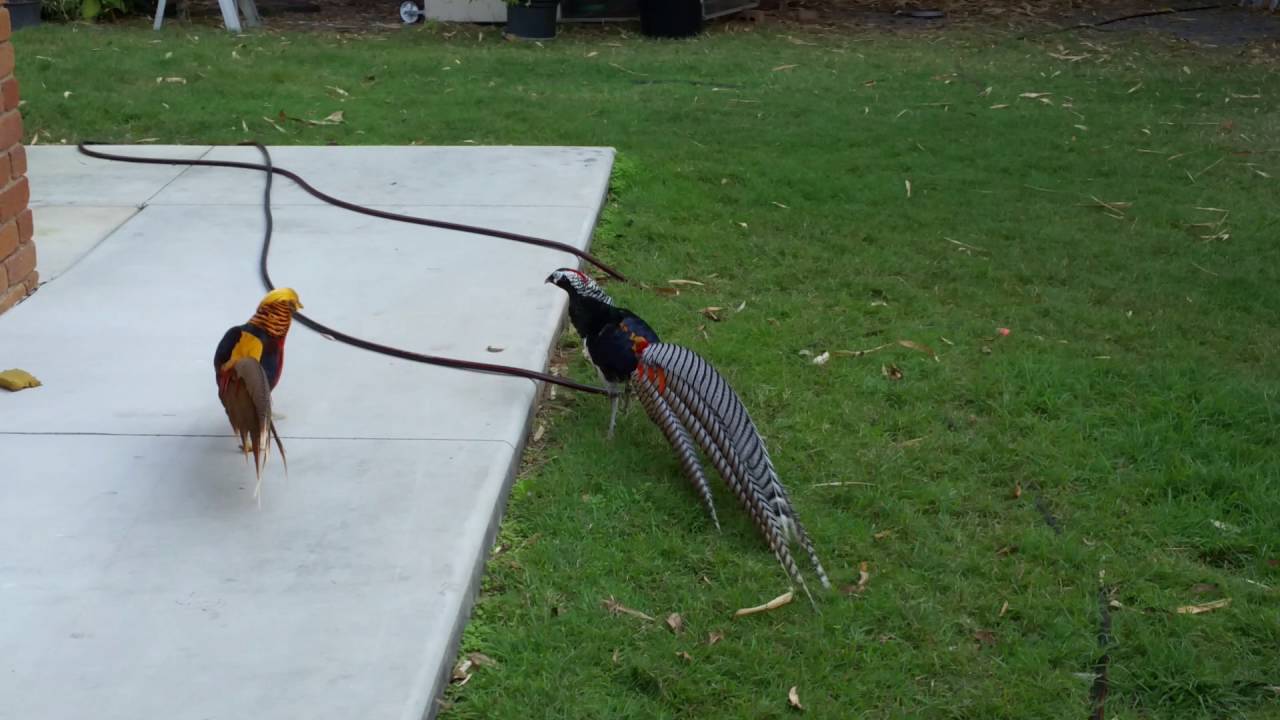 Lady Amherst & Golden pheasant cocks fighting.