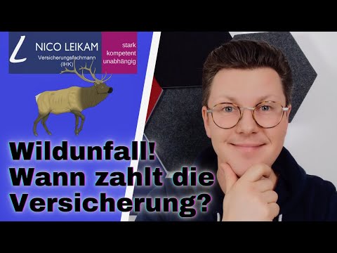 Wildunfall, wann zahlt die Versicherung und wann nicht?! | Wildschaden, einfach erklärt! | Hilfe! 👍