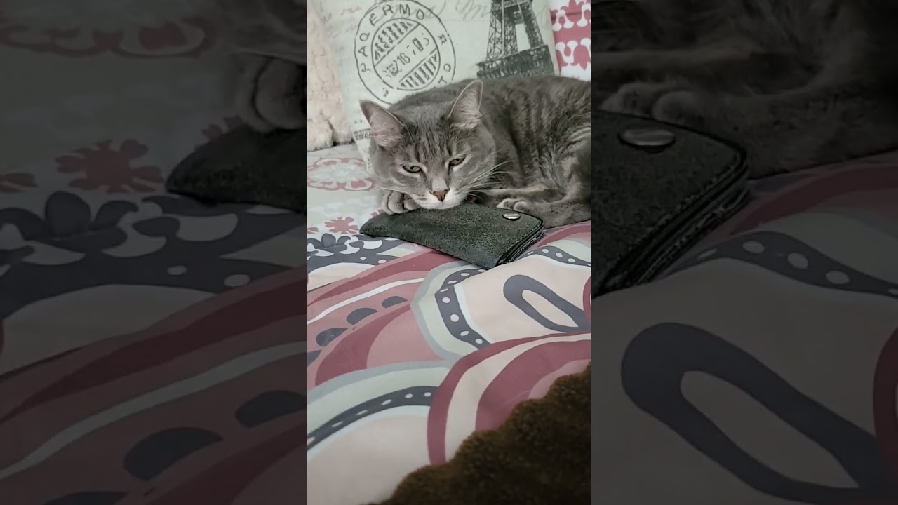 CAT BURGLAR..#cats #catshorts #catlife