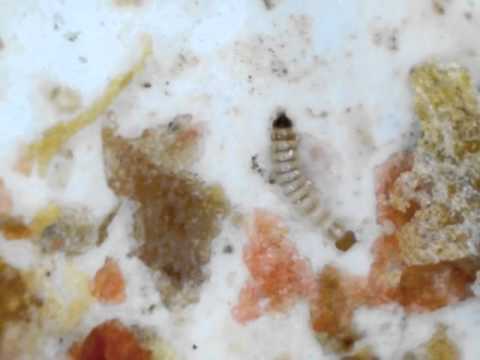New video on Leptusa larval behavior | Myrmecoid - タロウ昆虫記