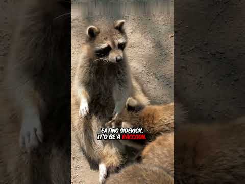 Raccoons = tiny burglars in fur coats 🦝🔓 #racoons #shorts #didyouknow #animals #wildlife #cute