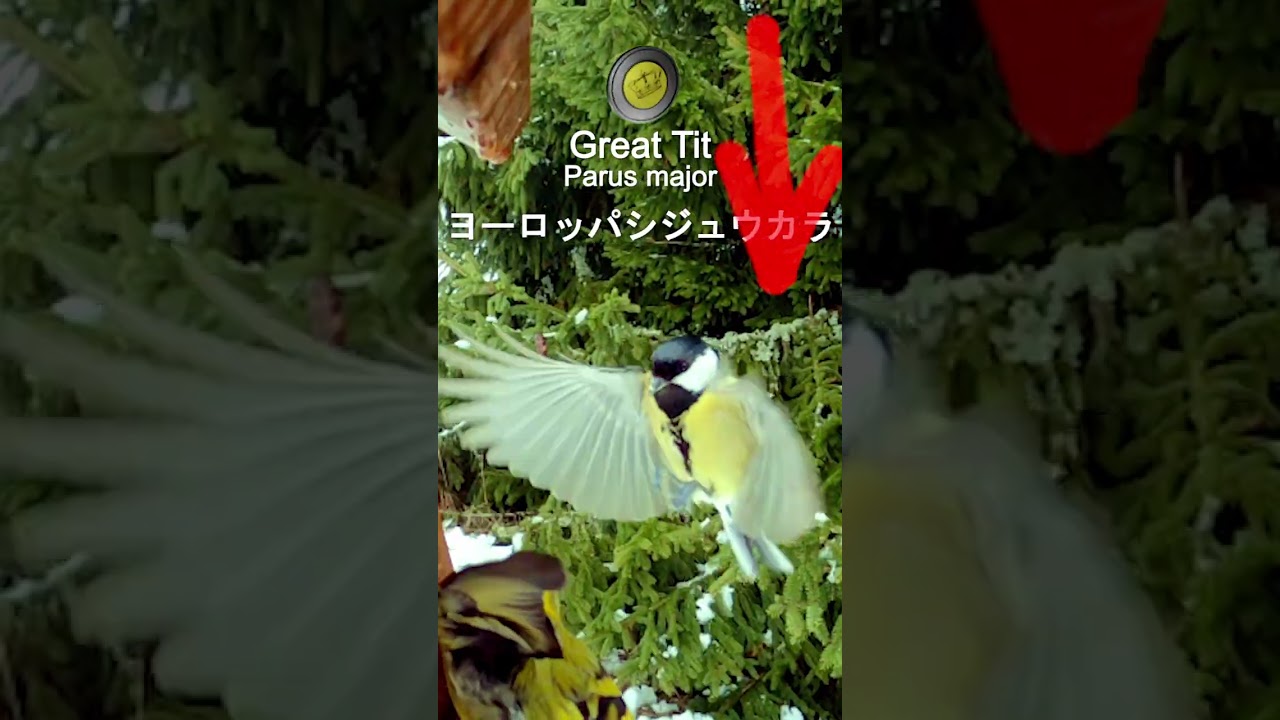 ❤️鳥🐦Loved the Wings💨愛の翼🐦유럽박새