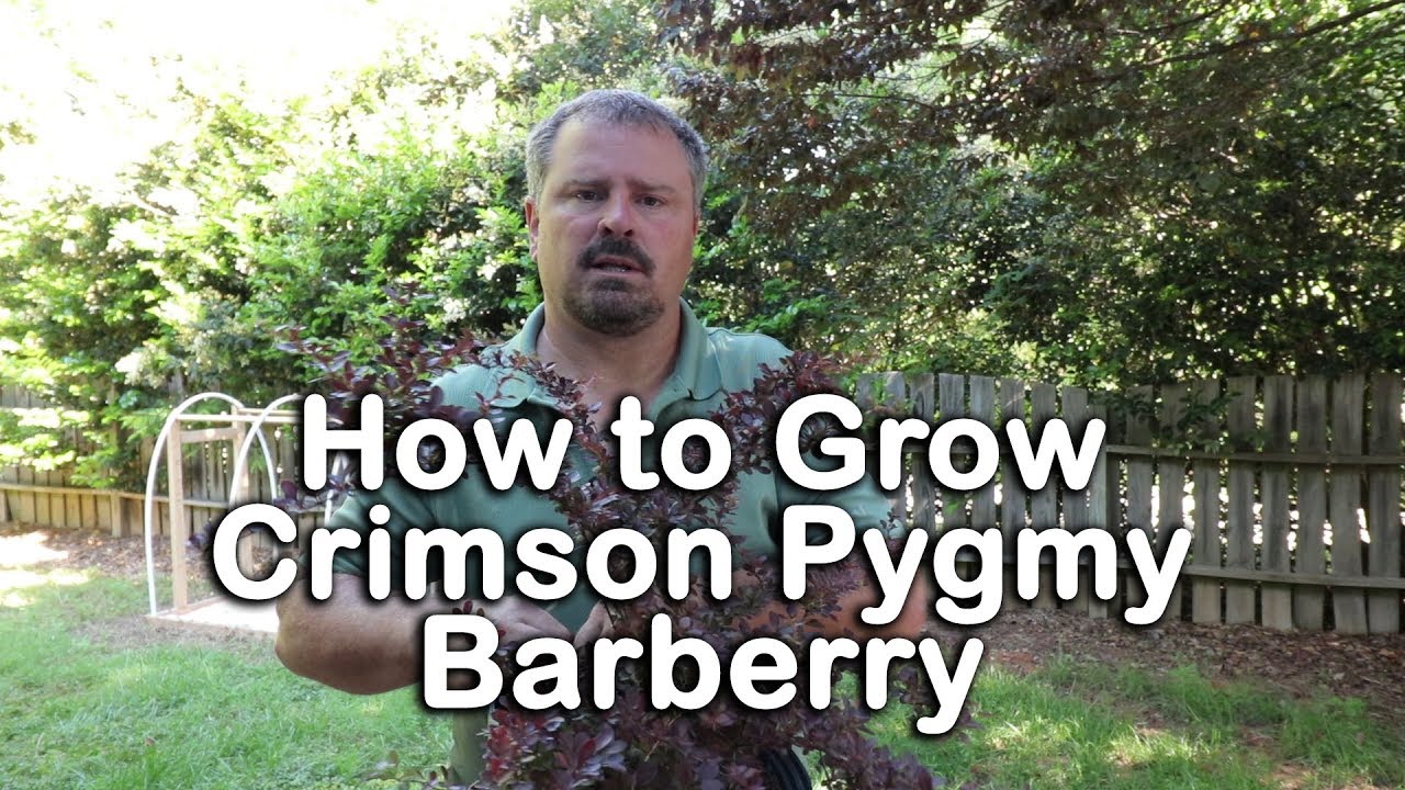 How to grow Crimson Pygmy Barberry (Dwarf Barberry) with a detailed description