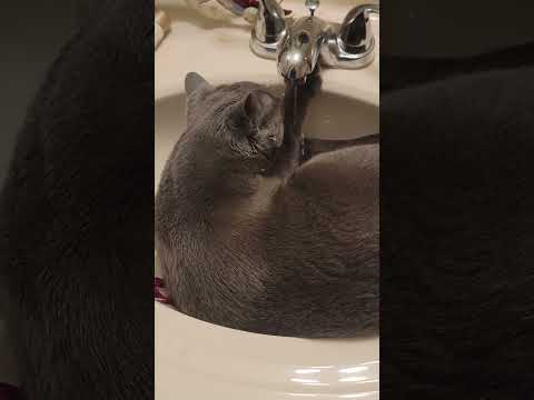 Cats love water #catlovers #animals #cutecat