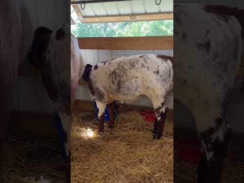 Why Do Cows Have Tails? - Rich- Farmer