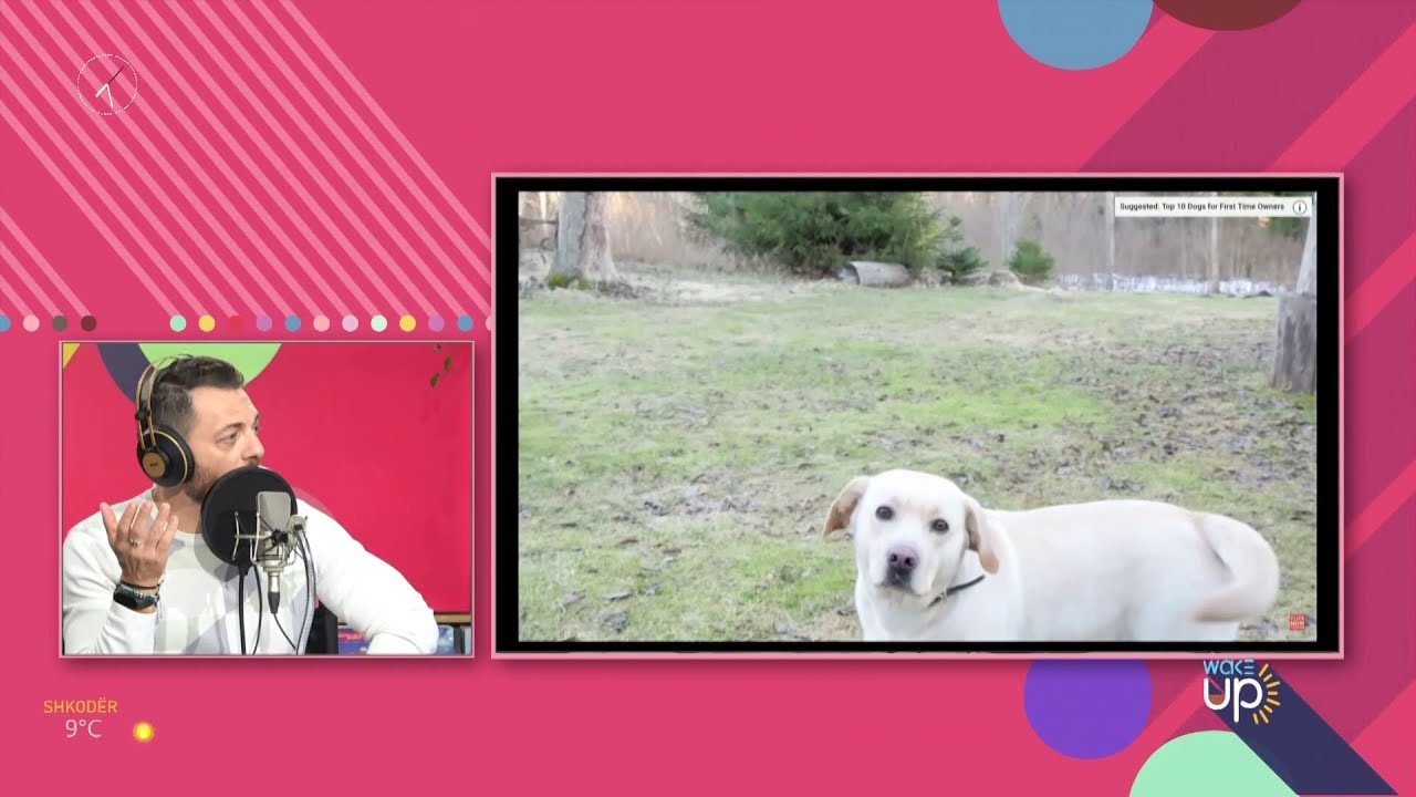 Vizitonte qenin tek veterineri për gazrat, por i lëshonte i shoqi/ Wake ...