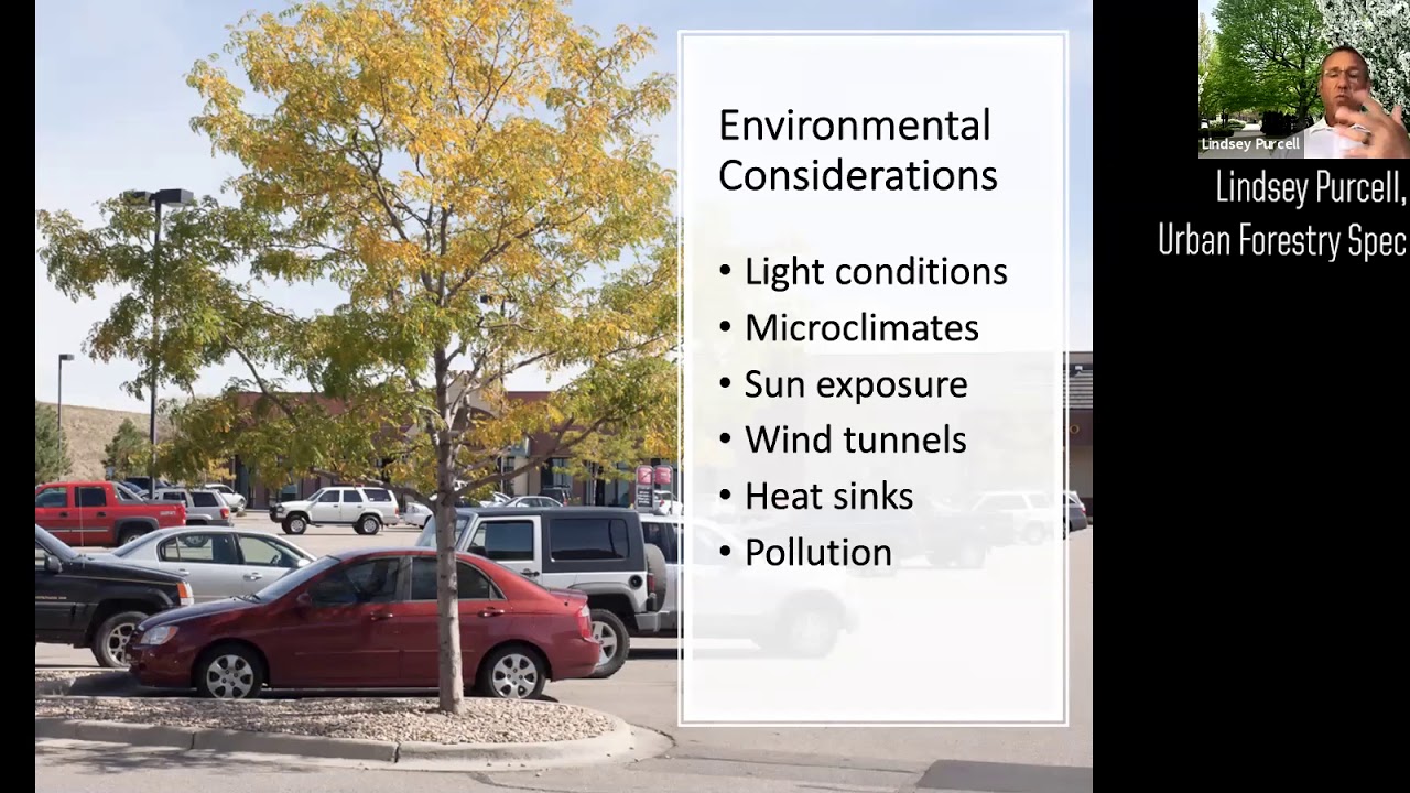 Tree Selection for the Landscape