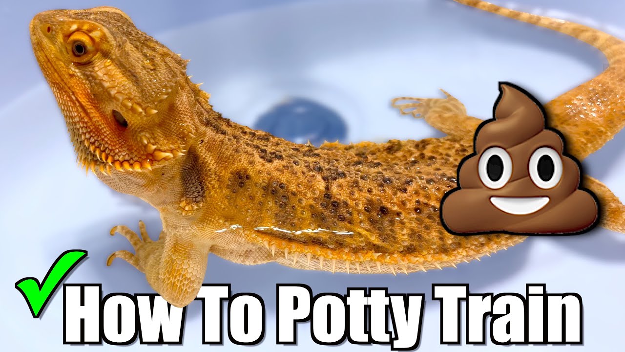 Potty Training Your Bearded Dragon