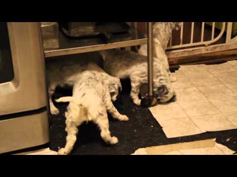 The Gizmos Litter morning romp. Cute Llewellin Setter puppies!! – PAINT ...