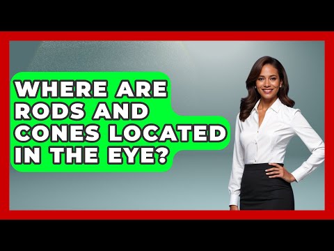 Where Are Rods And Cones Located In The Eye? - Optometry Knowledge Base
