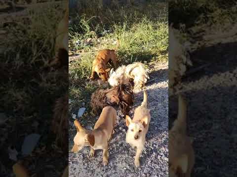 Dog for adoption - Abandoned & starving Starr County, Tx, a Chihuahua ...