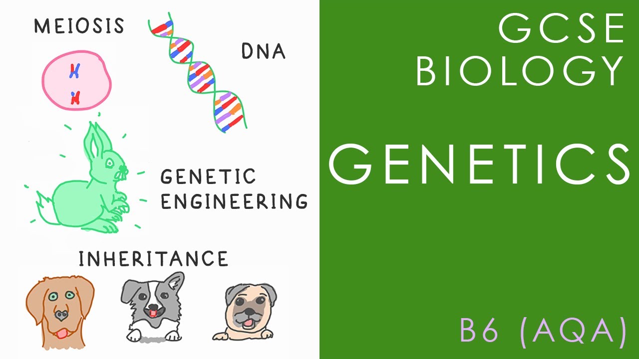 Understanding Genetics: Variation and Inheritance in GCSE Biology ... Understanding Genetics: Variation and Inheritance in GCSE Biology ...