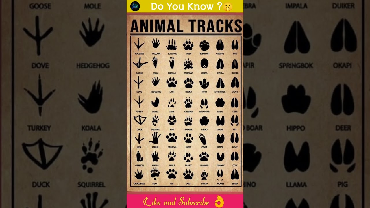 Animal Tracks 🧸🐀🐁🐈🐂🐃🤫|| #shorts #viral #trending #gk #animals #loveringtone #track #animaltrack