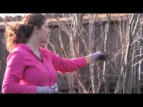 Pruning Thinning vs Heading Cuts