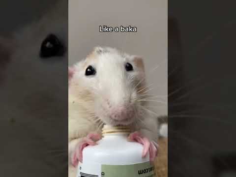 Cute Rat pets Ep-027 #Shorts