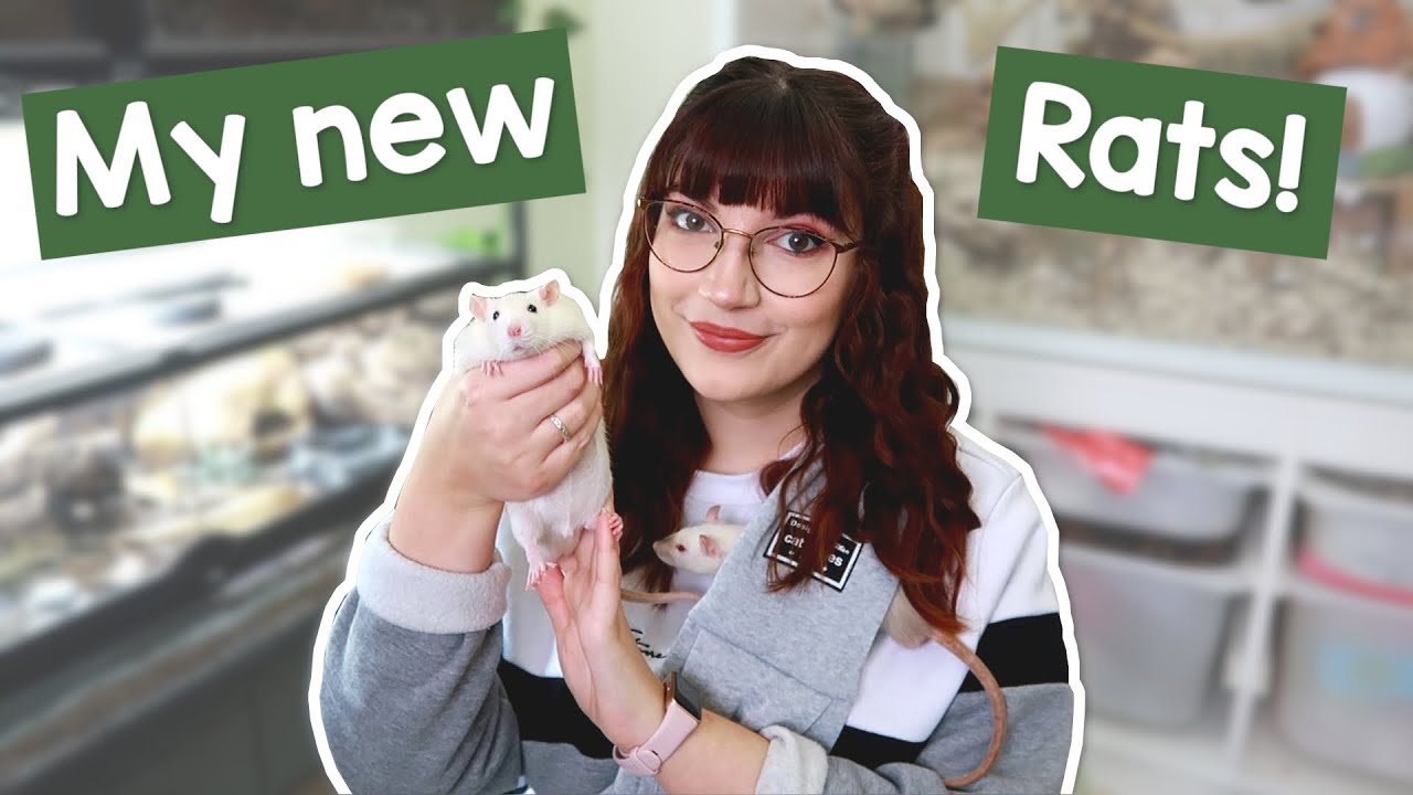 Surprise! Meet my new baby rats