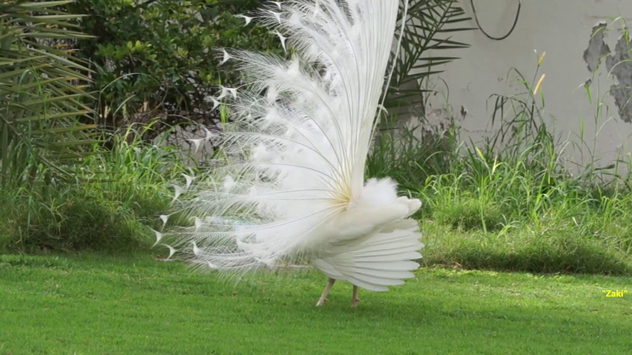 Albino White Peacock: Unique Appearance