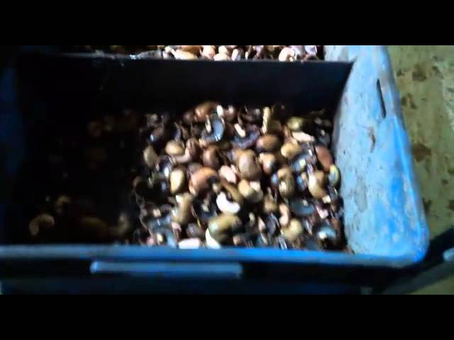 Automatic Cashew Shell Cutting Machine - Cashew Shelling Machine ...