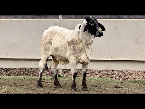 Sardo Negro - J&J Cattle Co