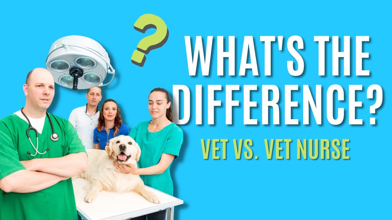 What's The Difference Between A Vet and A Vet Nurse?