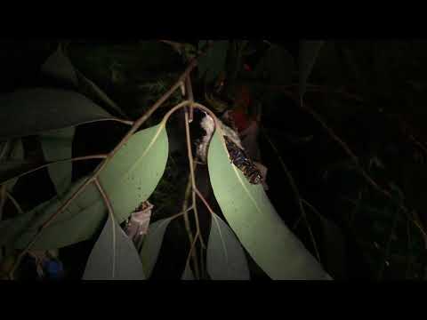 Dinner time in the Metura elongatus (Saunders’ Case Moth) enclosure ...