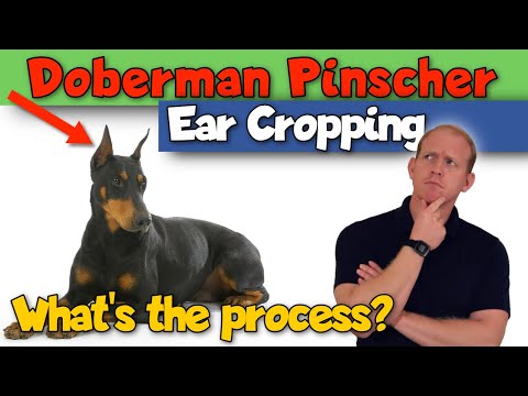Doberman Pinscher Ear Cropping: What's it Like?