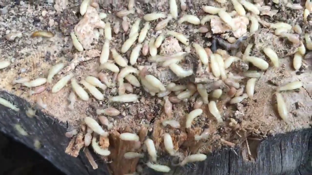 Coptotermes Acinaciformis termites in workings