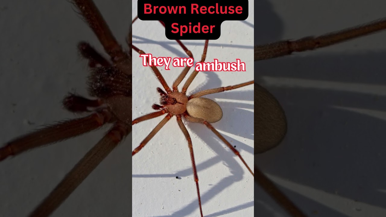 Didn't know that about Brown Recluse Spiders