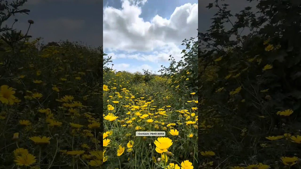 Rare Find: 2,400m2 Land with 5 Rooms in Qrendi – €900K