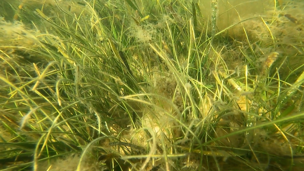 Seagrass Acquisition and Mapping Process
