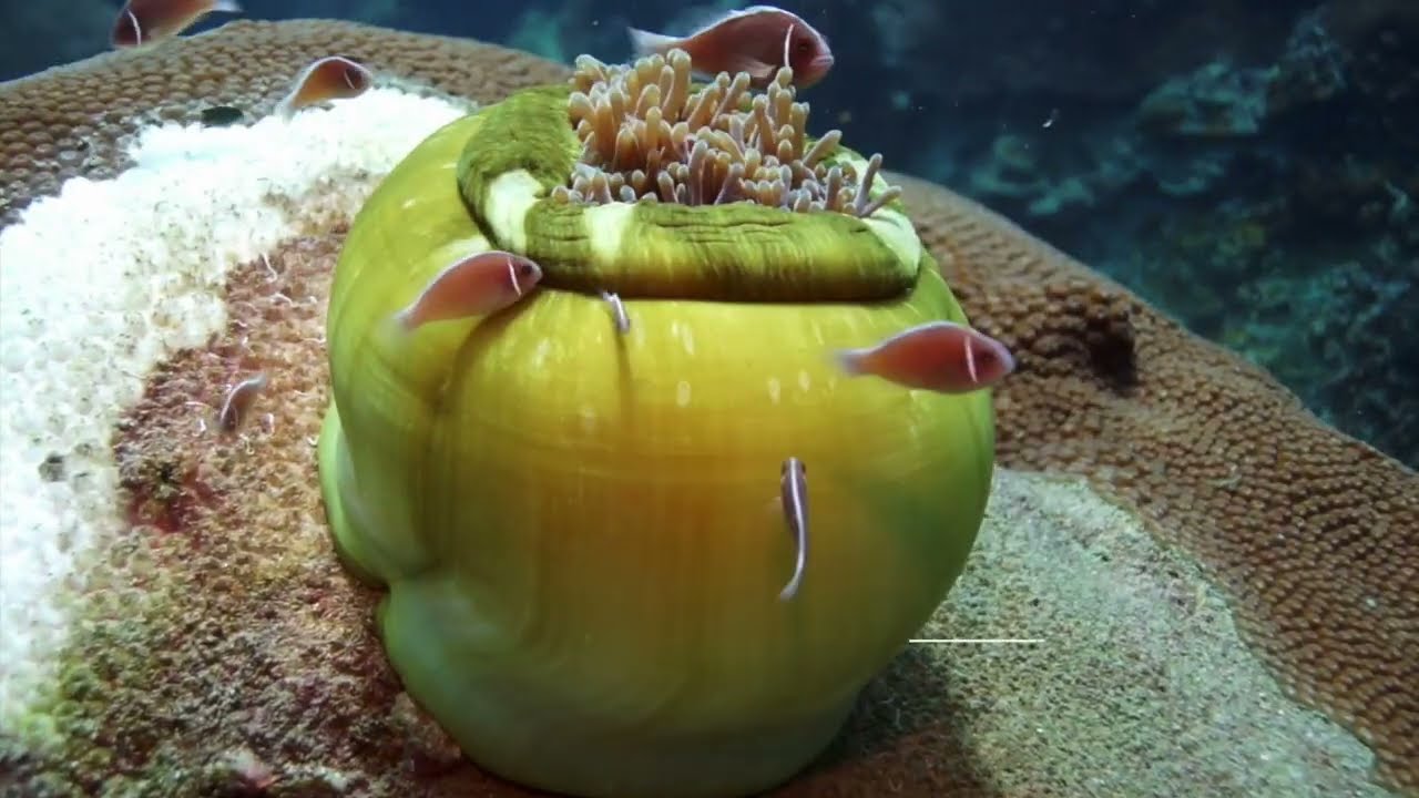 500 + Fish Identification Documentary - RELAXATION VIDEO - SOUTH EAST ASIA