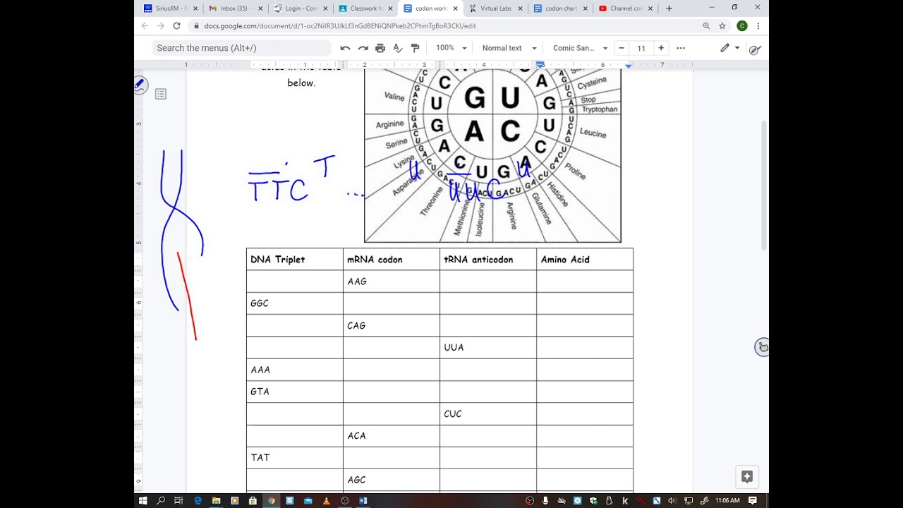 codon worksheet for grade