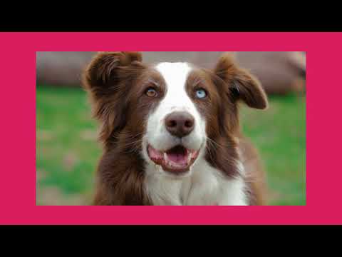 100 interesting facts about dogs