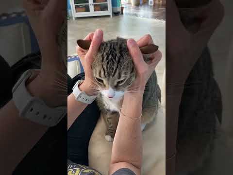 Funny cat eyes BIG little wide scrunchie kitty eye squish @AnnaCatVideos